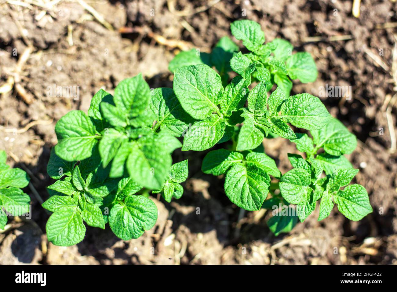 Growing potato bush in the field. Growing vegetables in your garden in ...