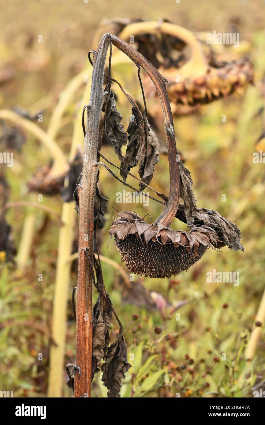 Withered and rotting sunflower with black and missing seeds Stock Photo ...