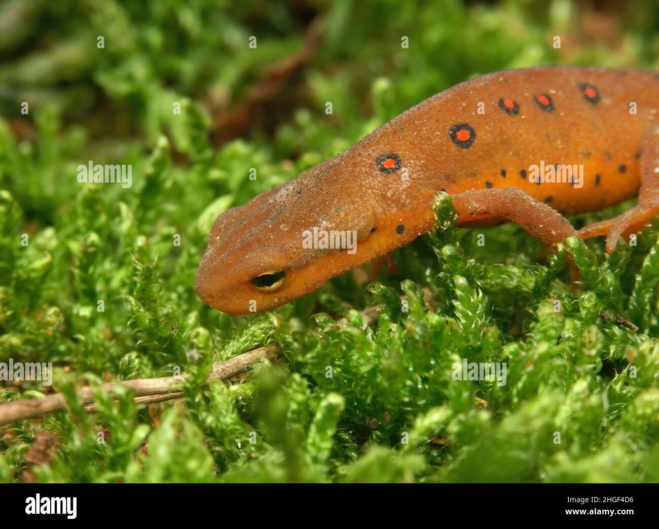 Closeup on a colorful but poisonous red eft of the Eastern or Broken ...
