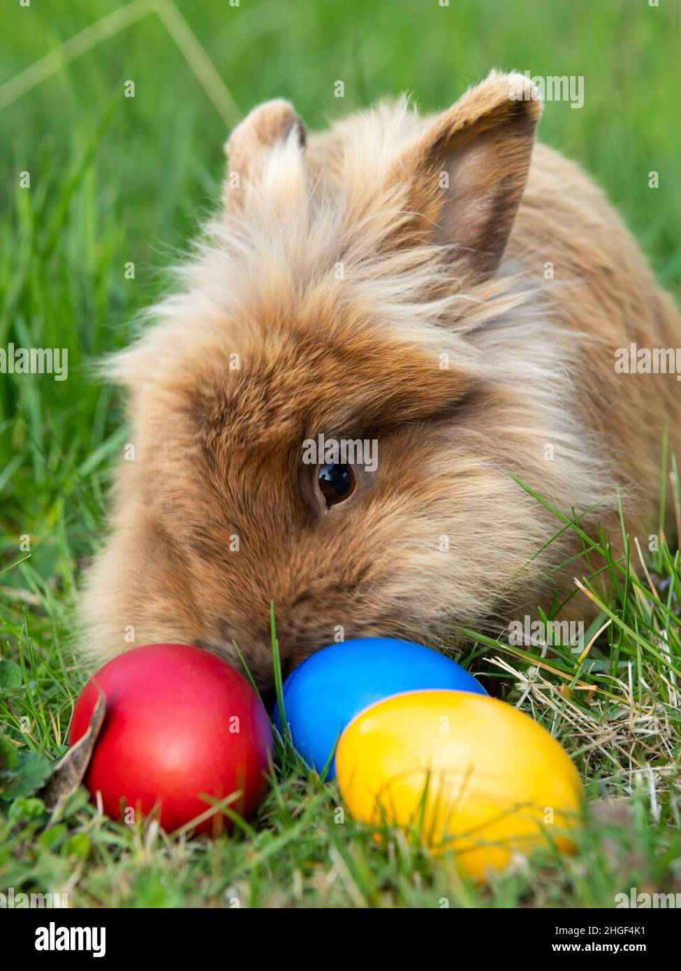 Brown dwarf rabbit and three easter eggs (red, yellow) in the meadow ...