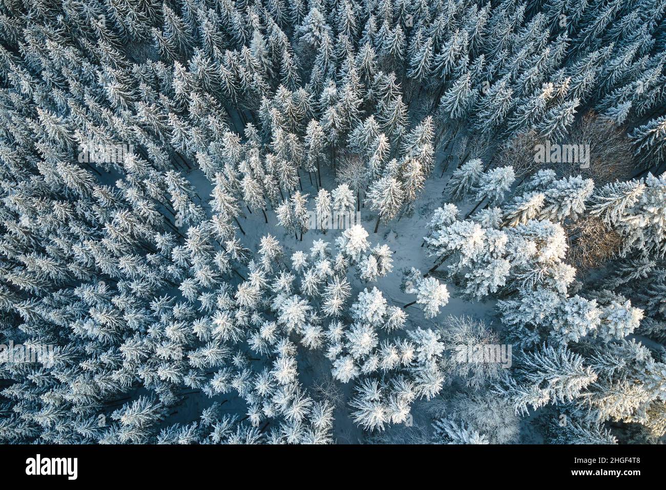 Top down aerial view of snow covered evergreen pine forest after heavy ...