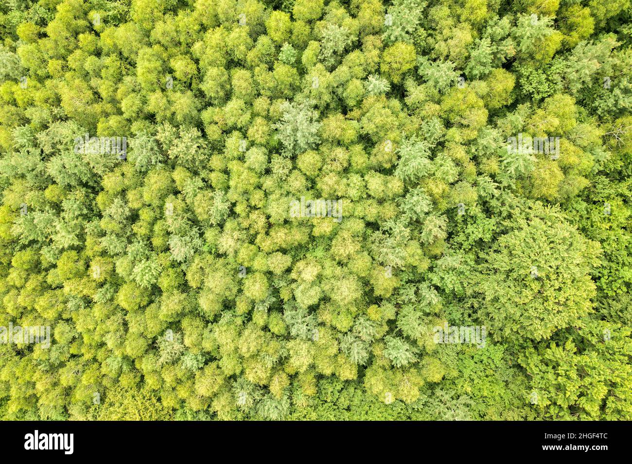 Top down aerial view of green summer forest with canopies of many fresh ...