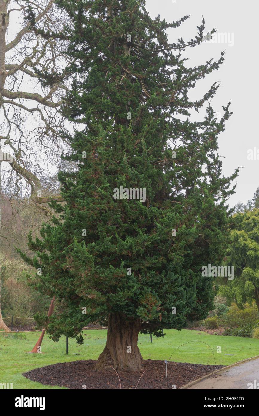 Chamecyparis lawsoniana wisselii an attractive fast growing conifer ...