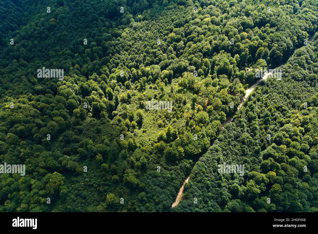 Top down flat aerial view of dark lush forest with green trees canopies ...