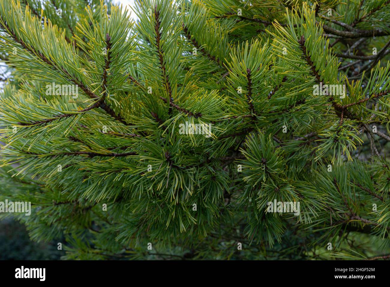 Pinus sylvestris ‘gold coin’ hi-res stock photography and images - Alamy