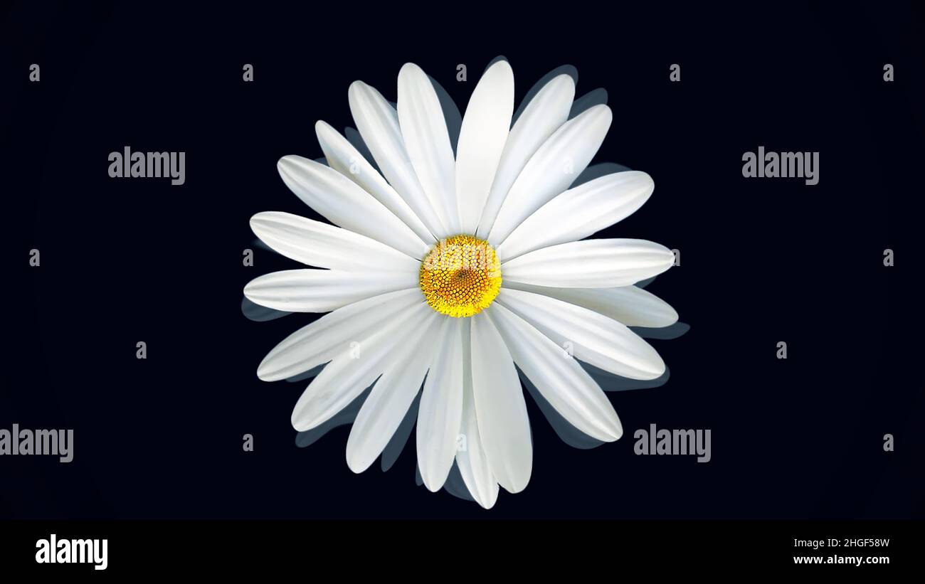 Beautiful, rotating, abstract chamomile flower moving bottom up ...