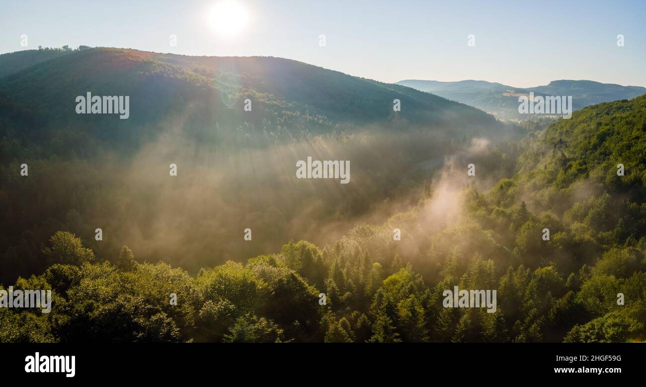 Vibrant foggy evening over dark forest trees at bright summer sunset ...