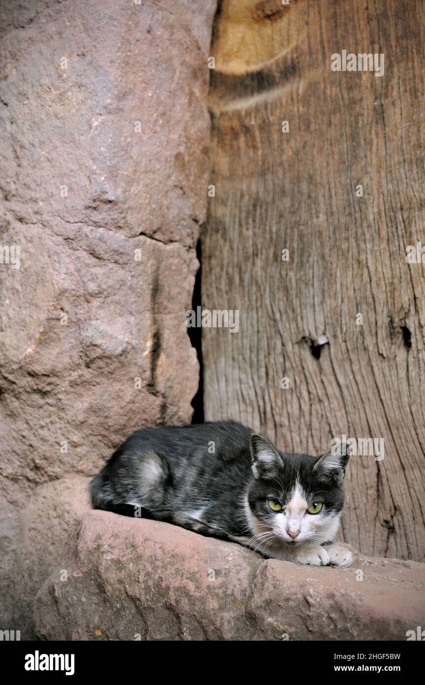 Ethiopian Cat High Resolution Stock Photography and Images - Alamy