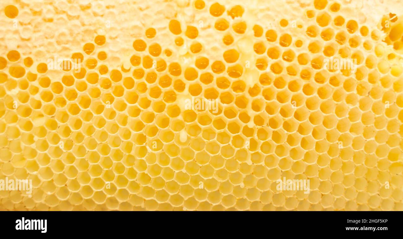Hive. Beekeeping concept. Background texture of a section of wax ...