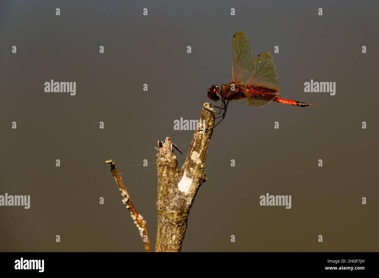 Goiania, Goias, Brazil – January 20, 2021: A dragonfly perched, basking ...