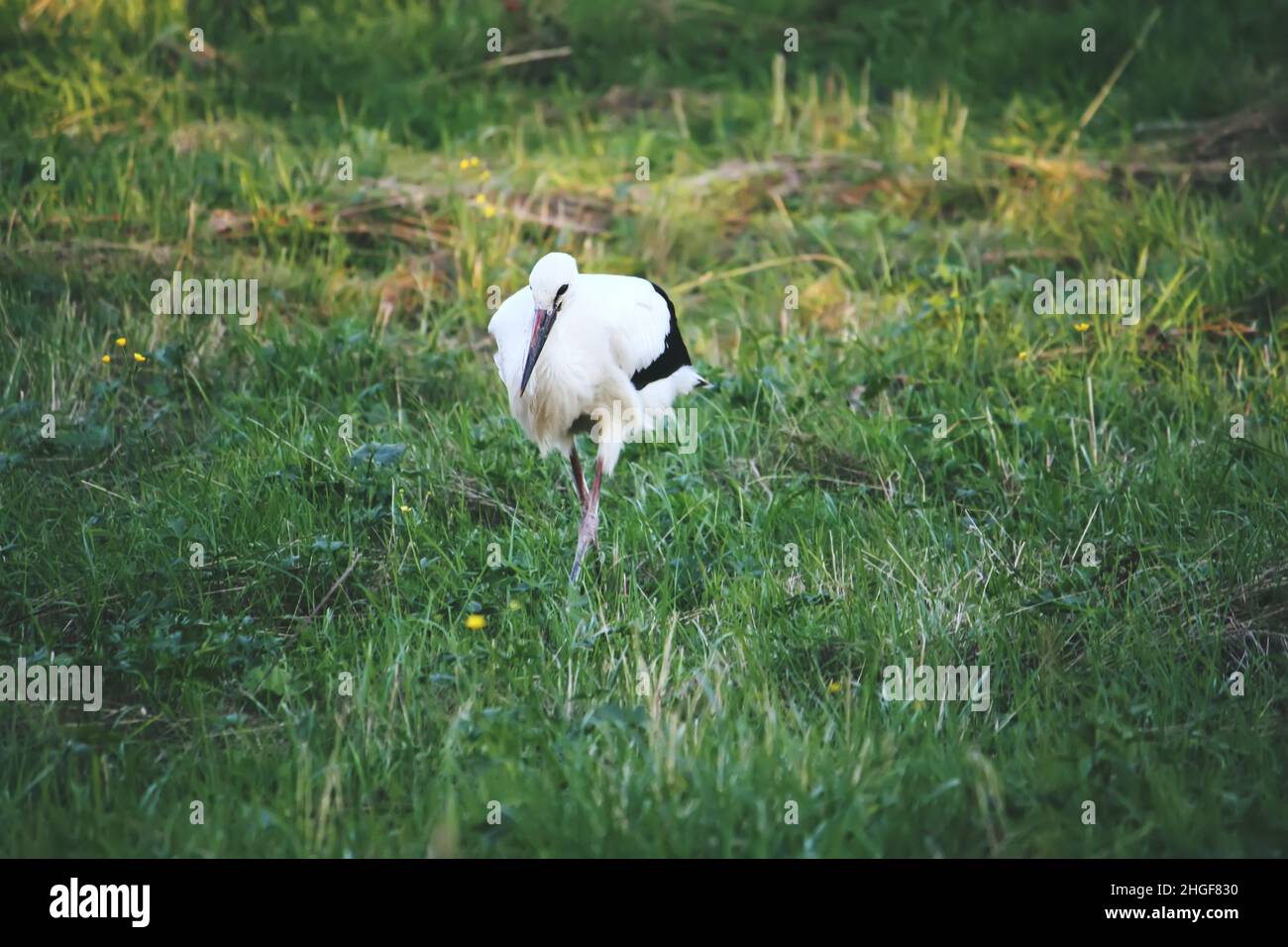 Inheight hi-res stock photography and images - Alamy