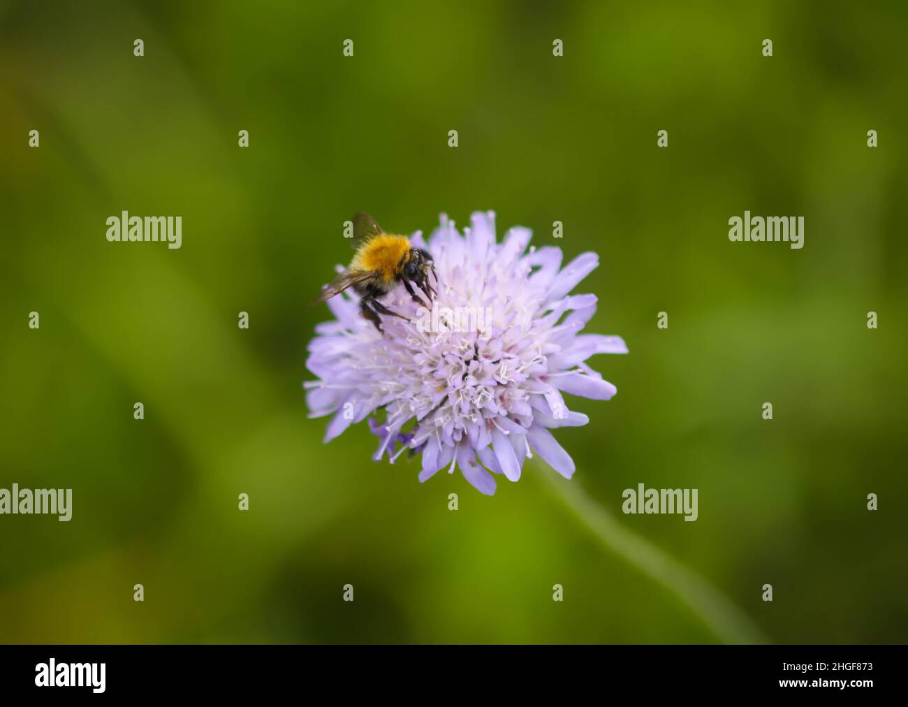 Honeybee collecting nectar on purple wildflower in summer field in the ...