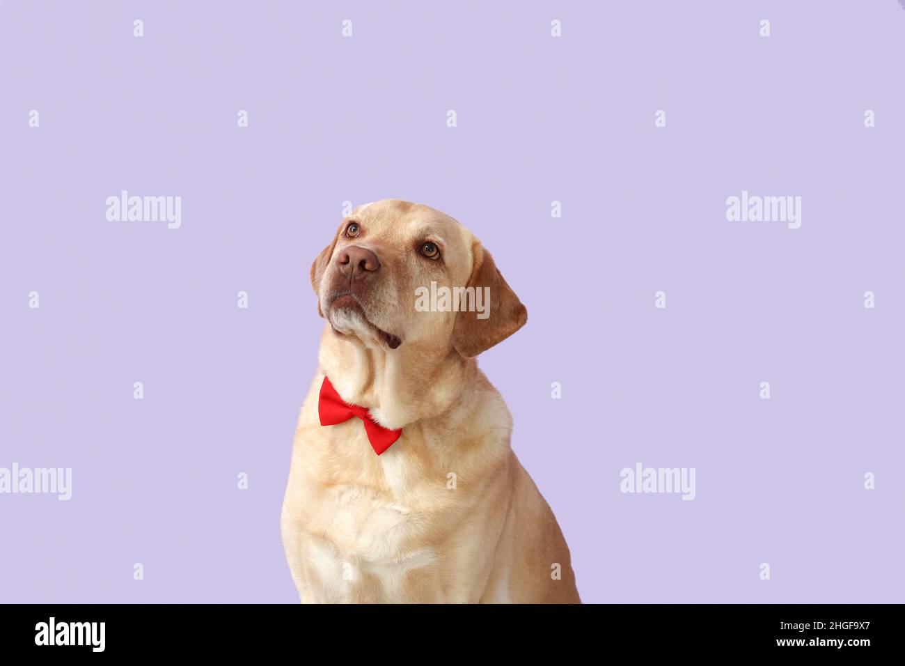 Cute Labrador dog with bow tie on lilac background. Valentine's Day ...