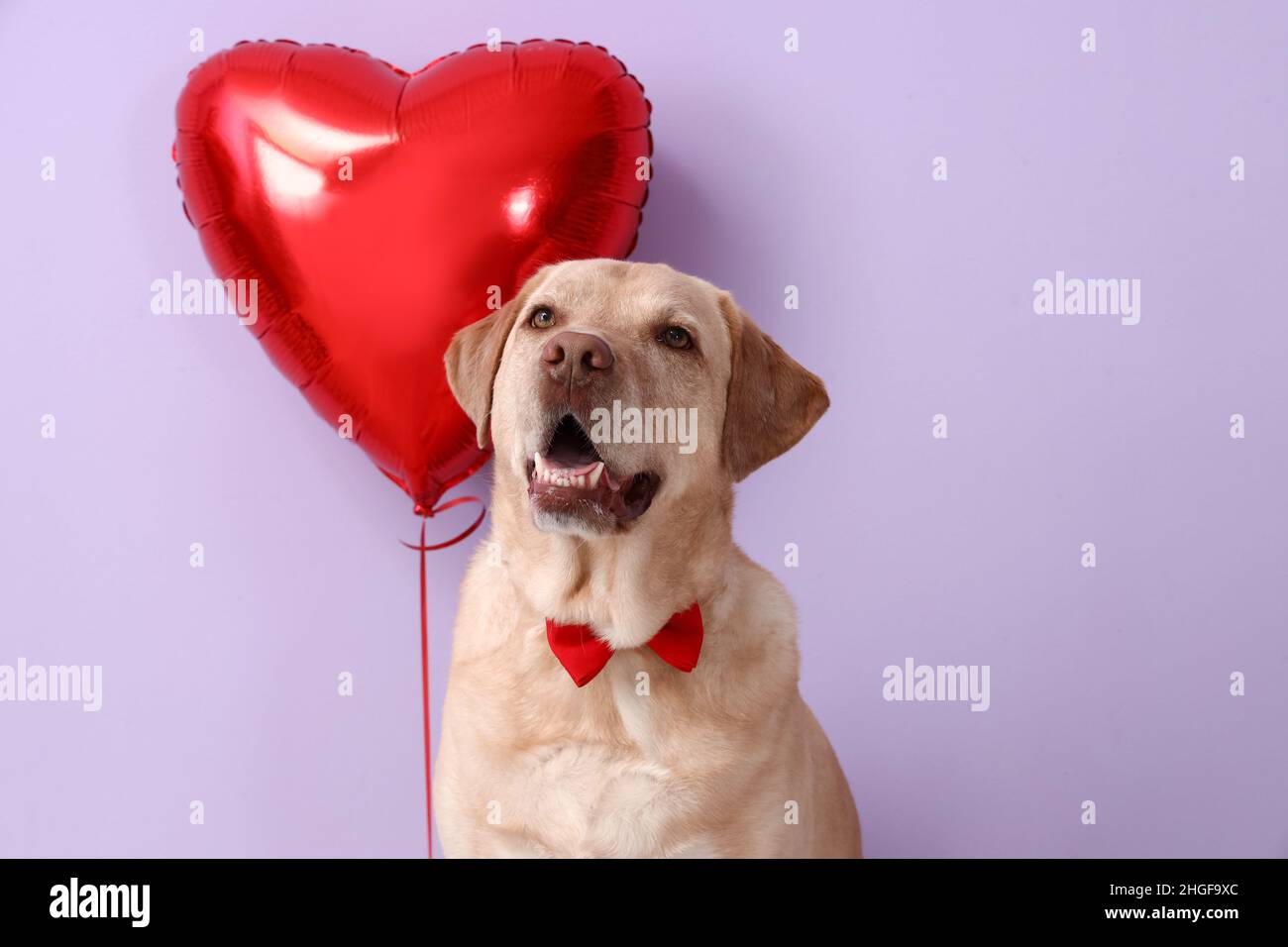 Cute Labrador dog with balloon on lilac background. Valentine's Day ...