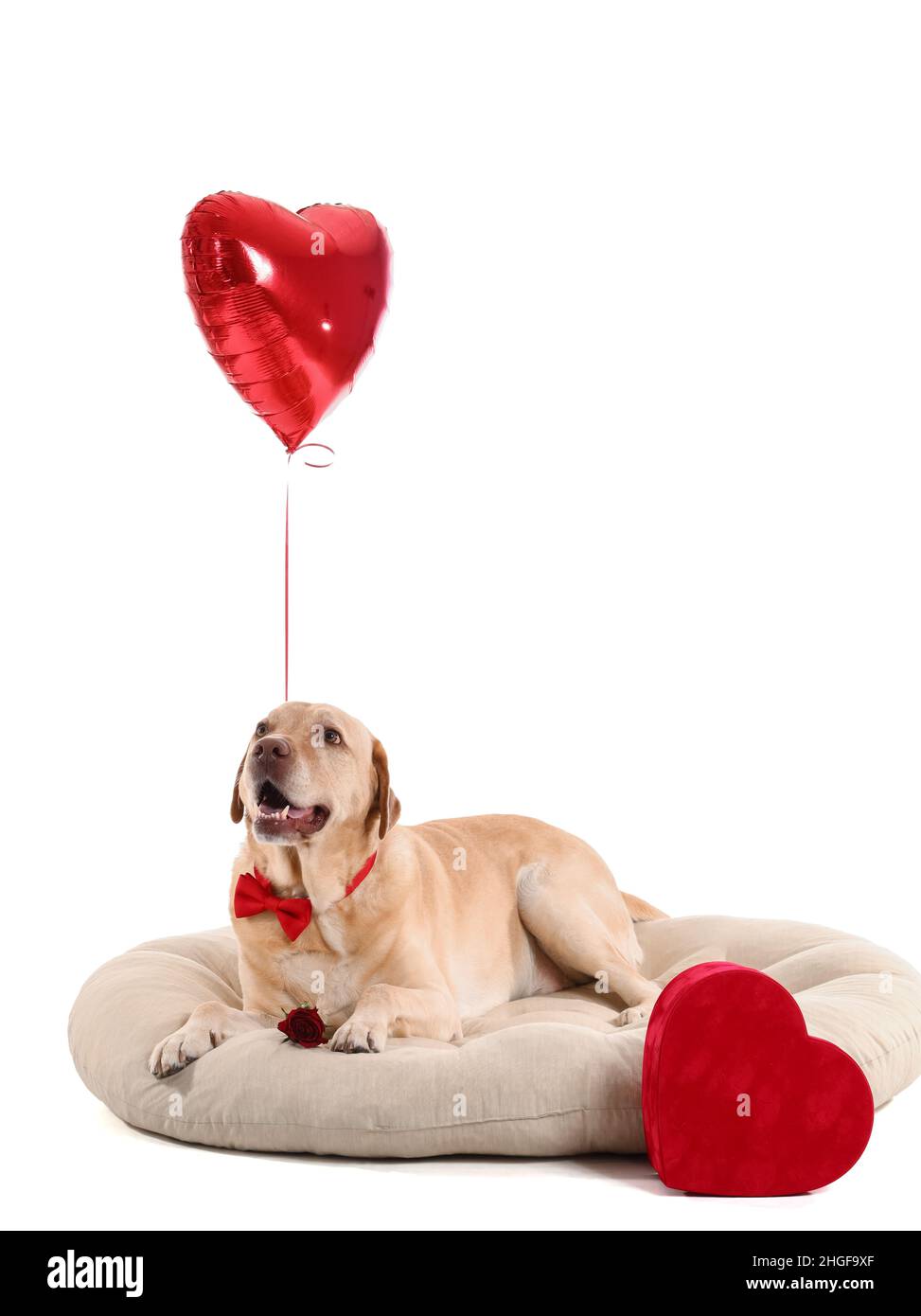 Cute Labrador dog with gift box and balloon lying in pet bed on white ...