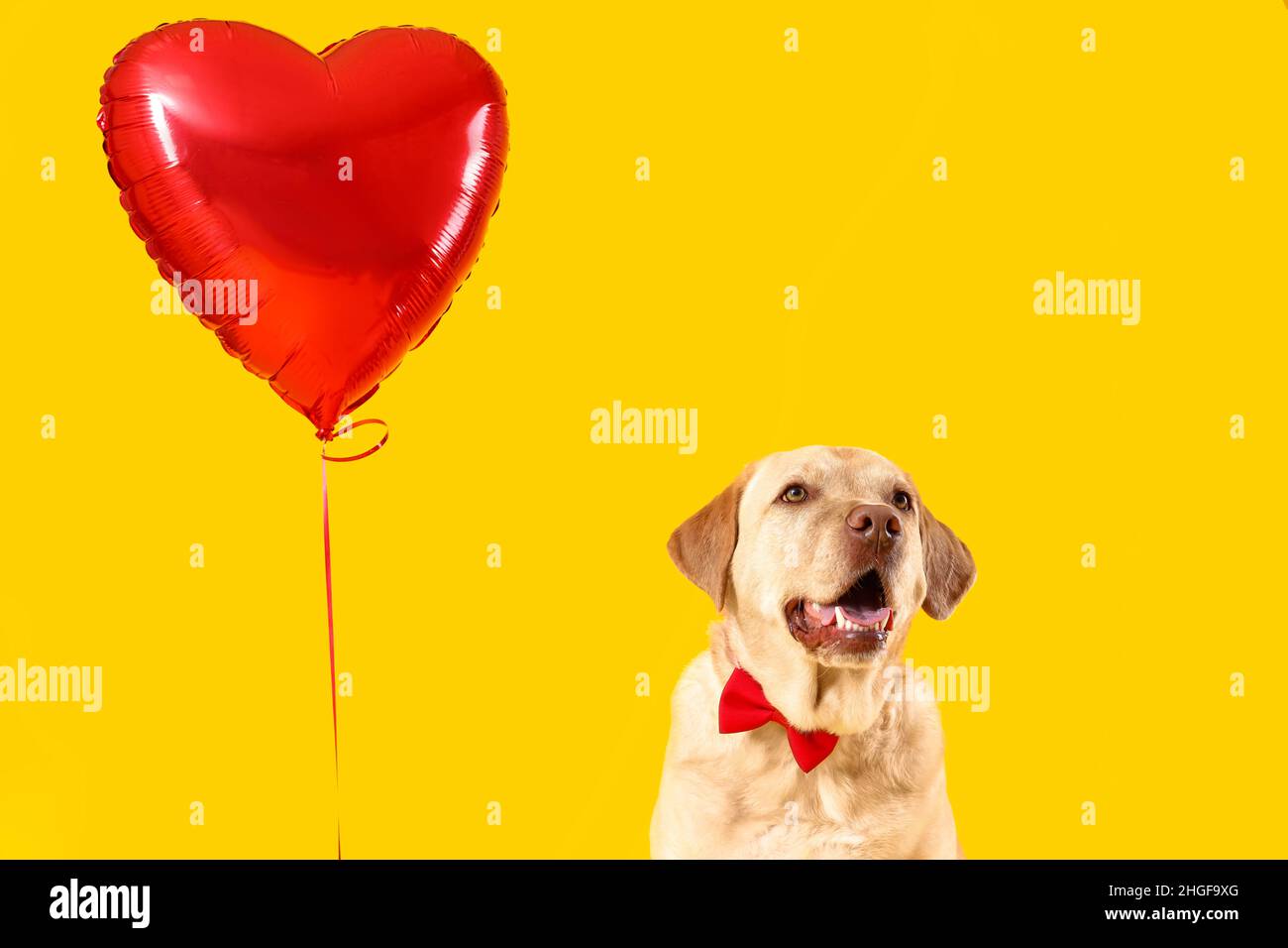 Cute Labrador dog with bow tie and balloon on yellow background ...