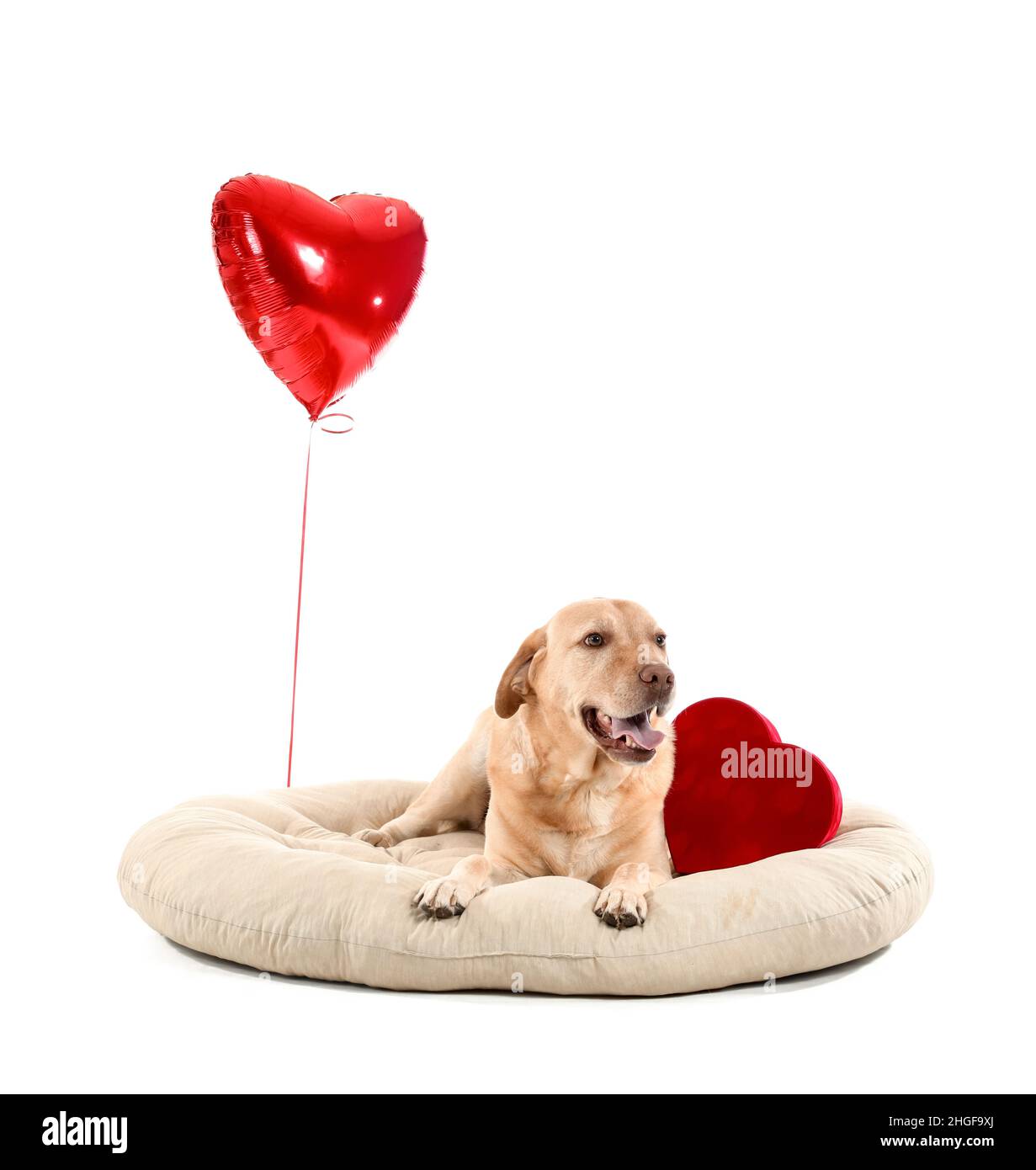 Cute Labrador dog with gift box and balloon lying in pet bed on white ...