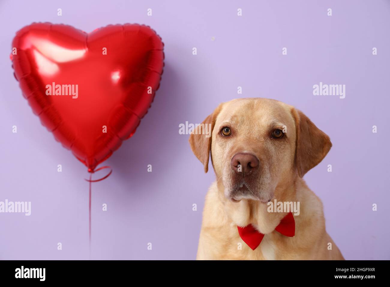 Cute Labrador dog with bow tie and balloon on lilac background, closeup ...