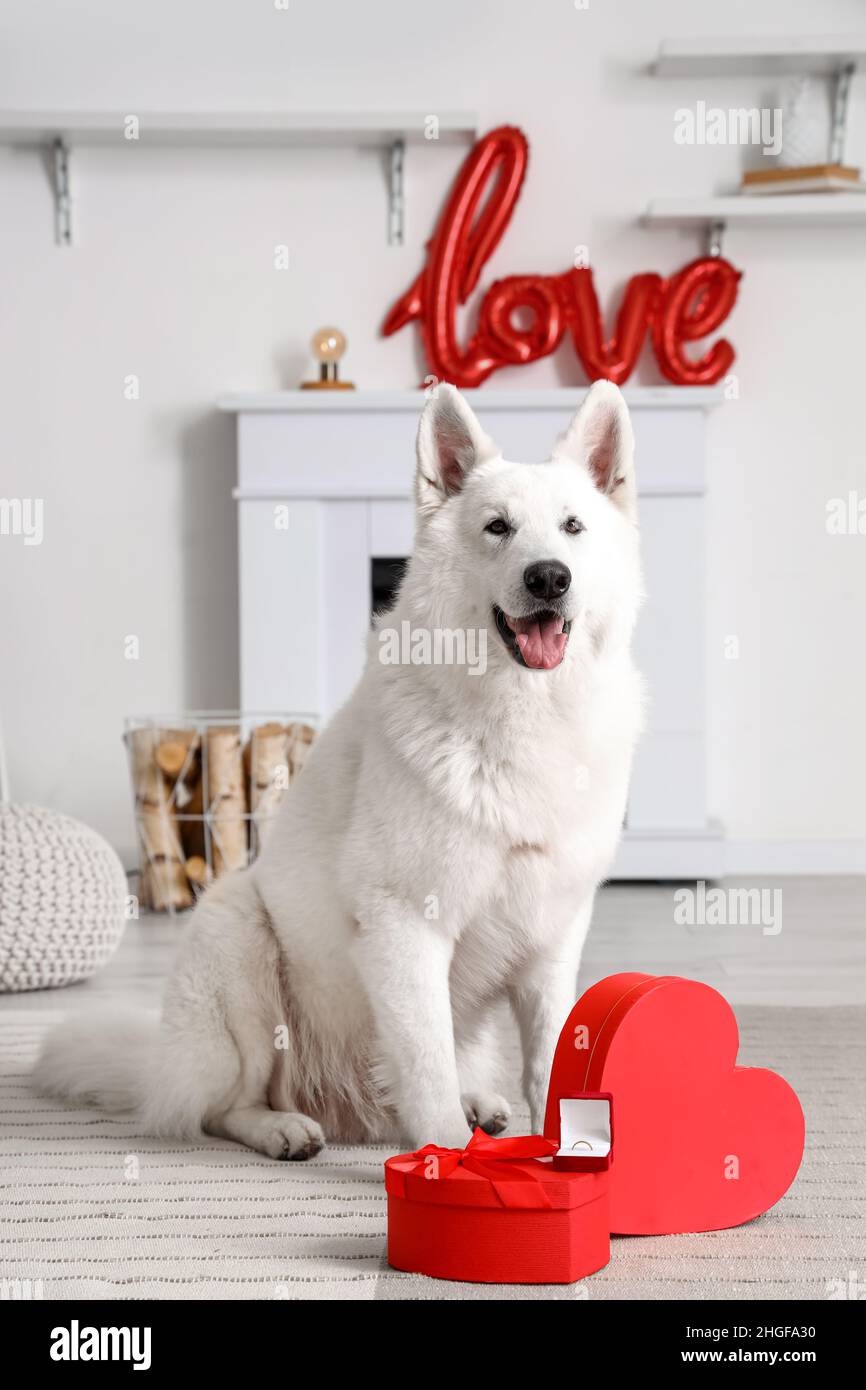 White dog with gift boxes and engagement ring at home. Valentine's Day ...