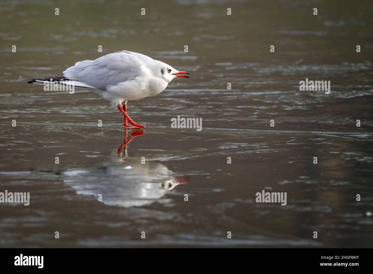 Close up of small gull with orange beak and legs standing on frozen ...