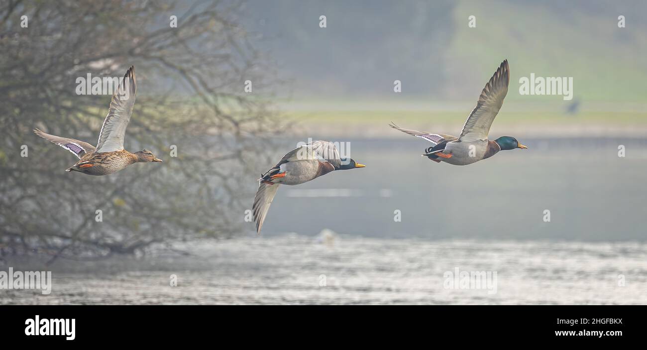 Mallards flying low hi-res stock photography and images - Alamy