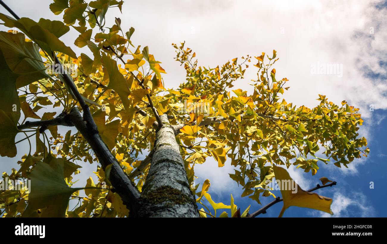 Thin tree trunk closeup. Cracked bark of the young Ginkgo Biloba tree ...