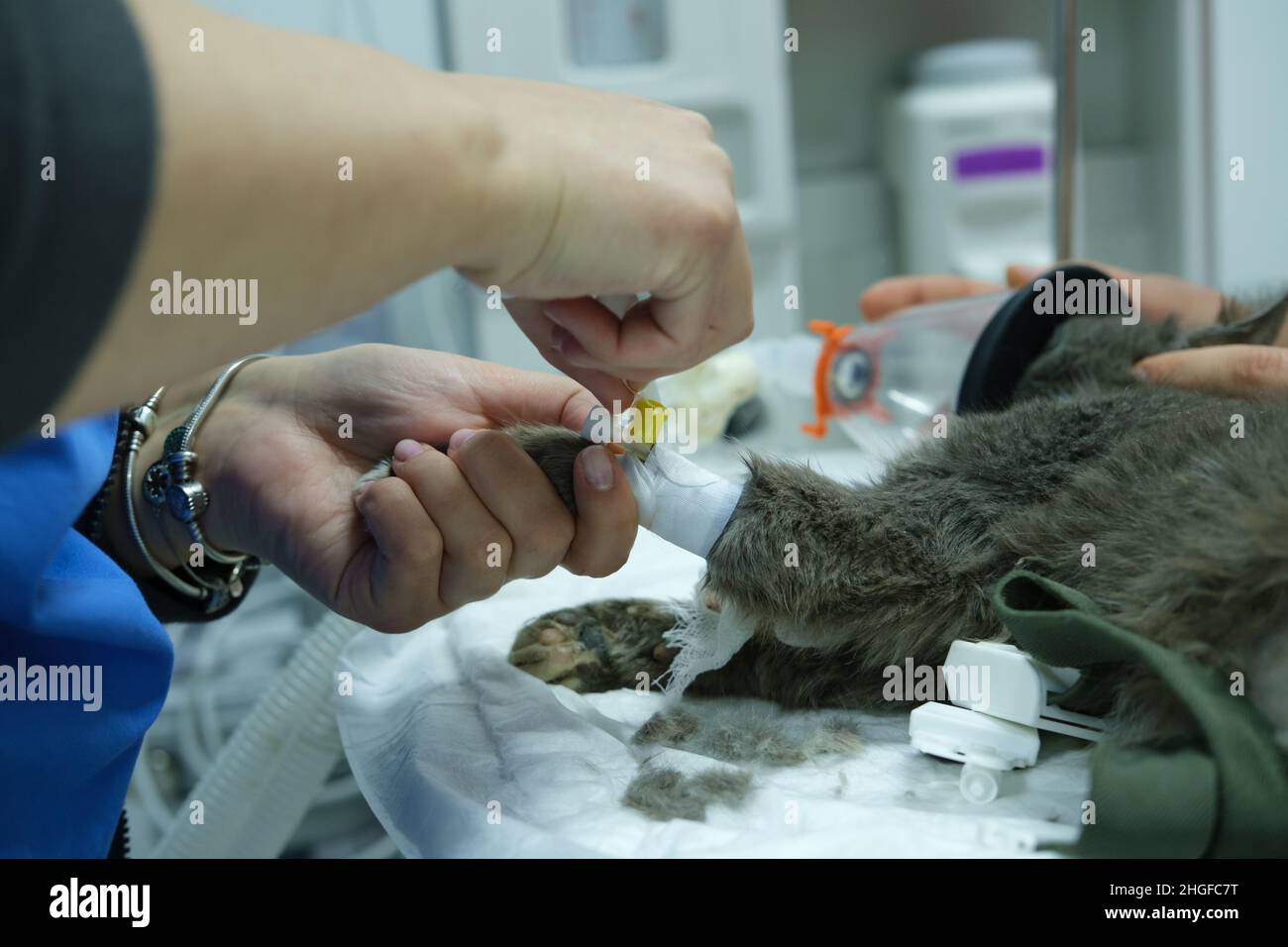 A surgeon and veterinarians performing an operation on a cat in an ...