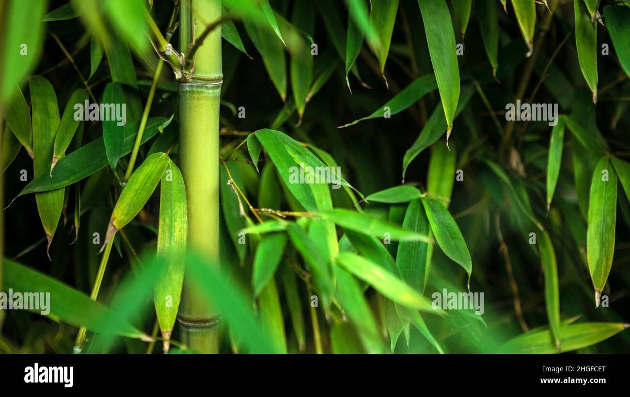 Closed up of asian bamboo wood forest, natural background. Horizontal ...