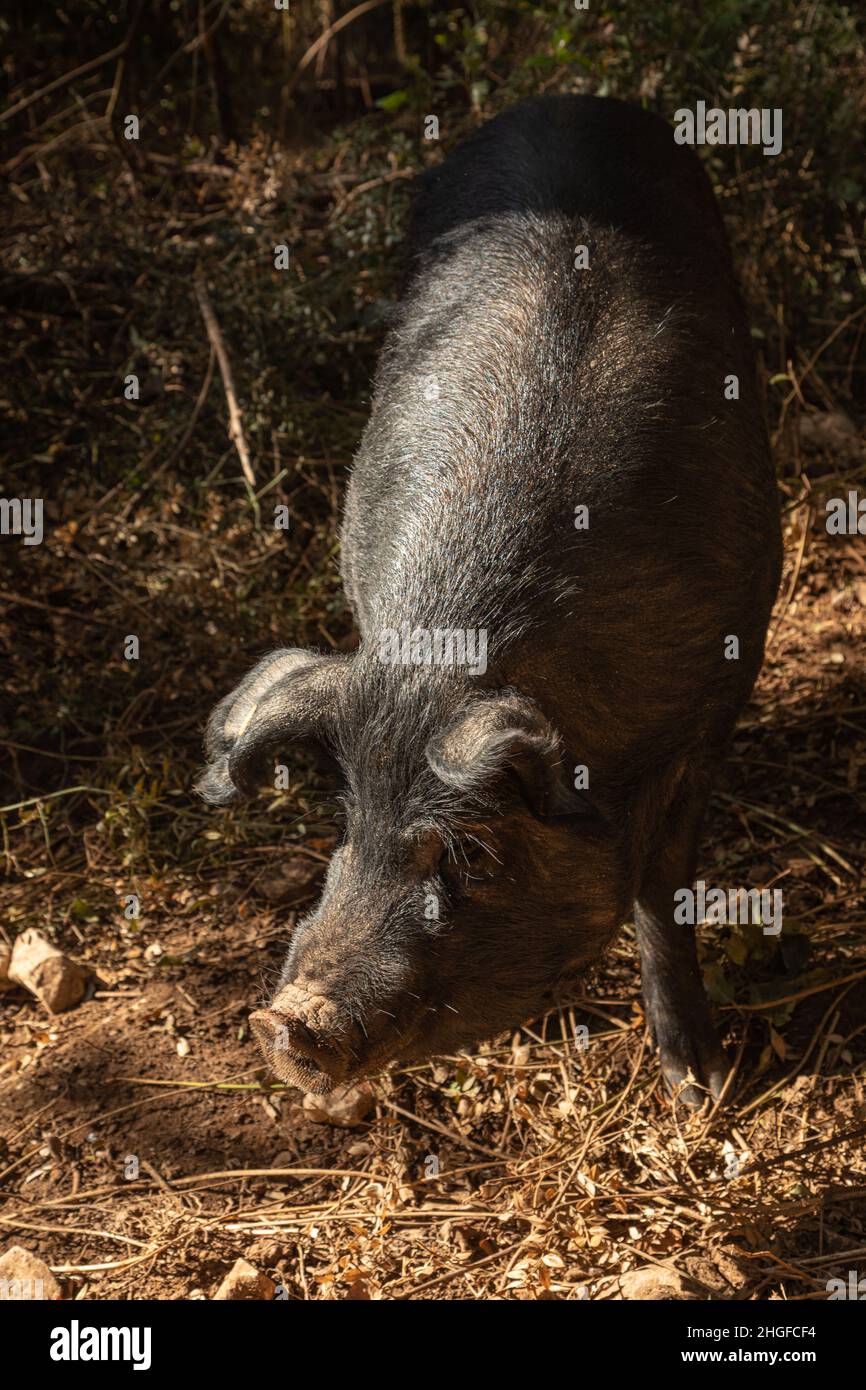 Free-range pigs in the forest Stock Photo - Alamy