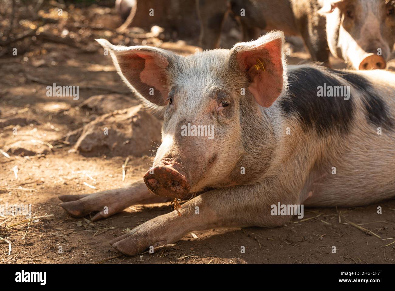 Free-range pigs in the forest Stock Photo - Alamy
