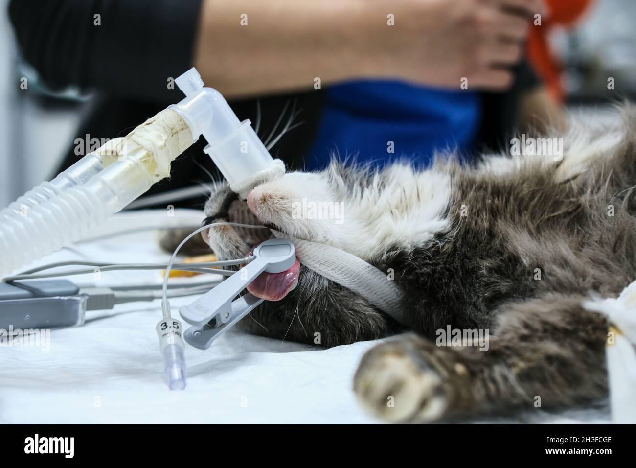 A surgeon and veterinarians performing an operation on a cat in an ...