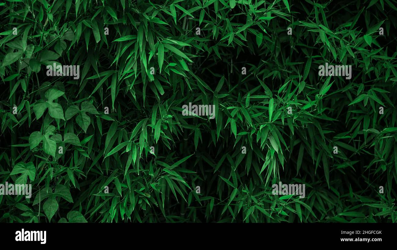 Closed up of asian bamboo wood forest, natural background. Horizontal ...