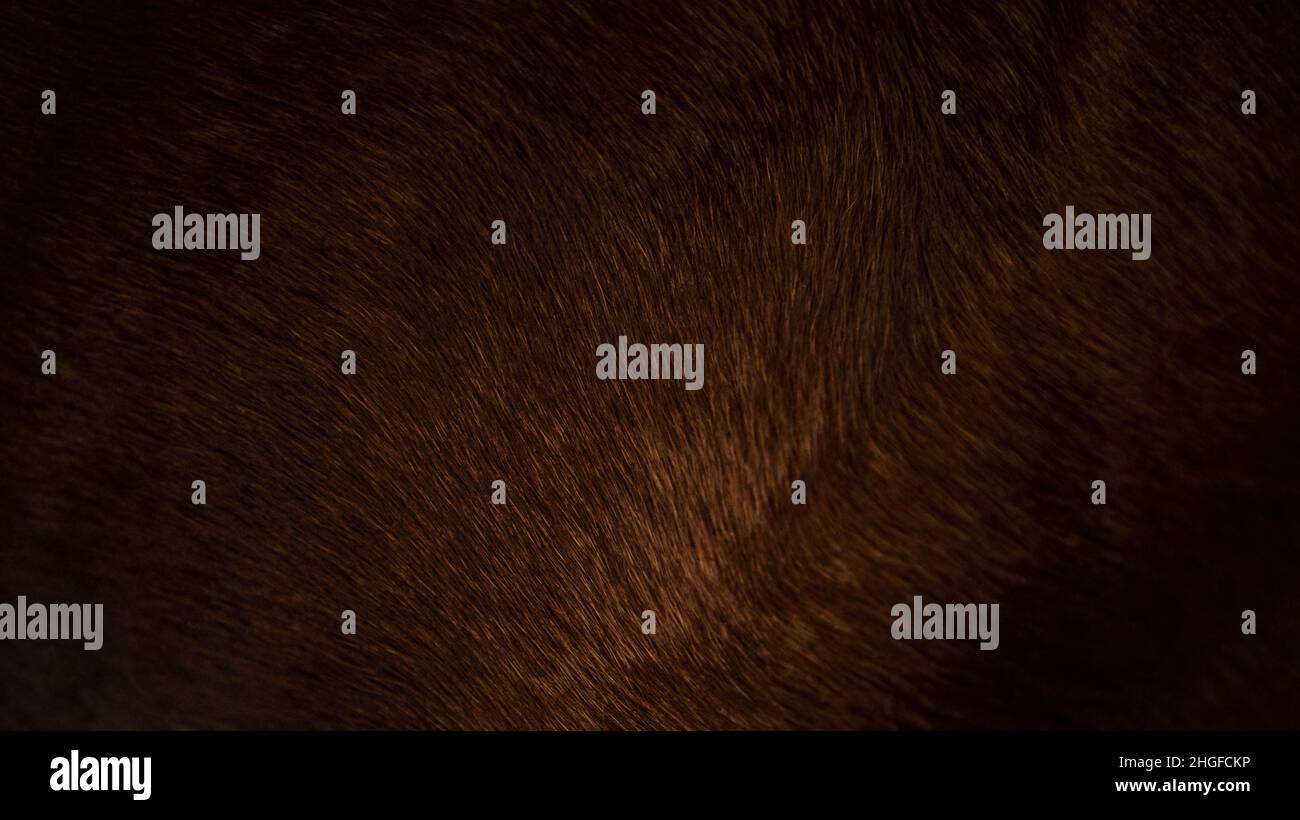 Animal hair of fur cow leather texture background. Abstract natural ...