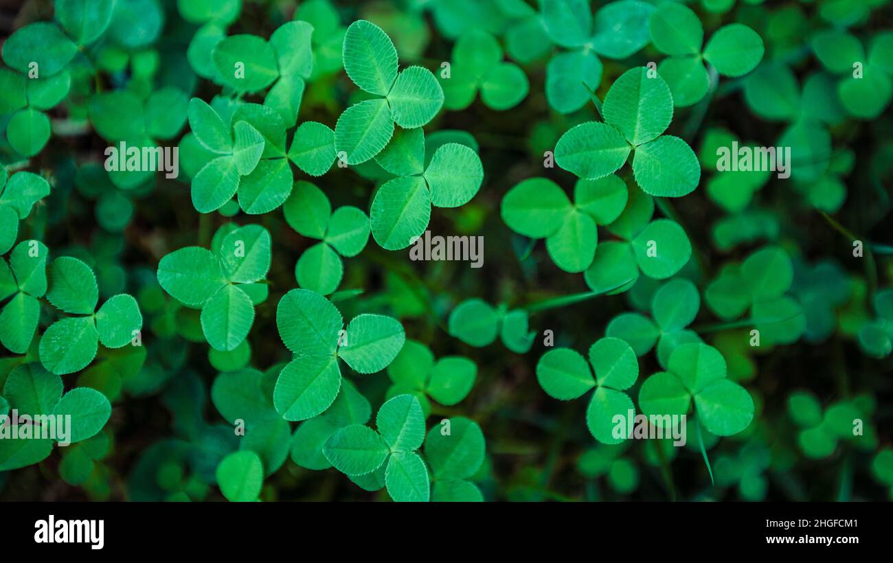 Close-up of real leaf clover on green shamrock field background ...