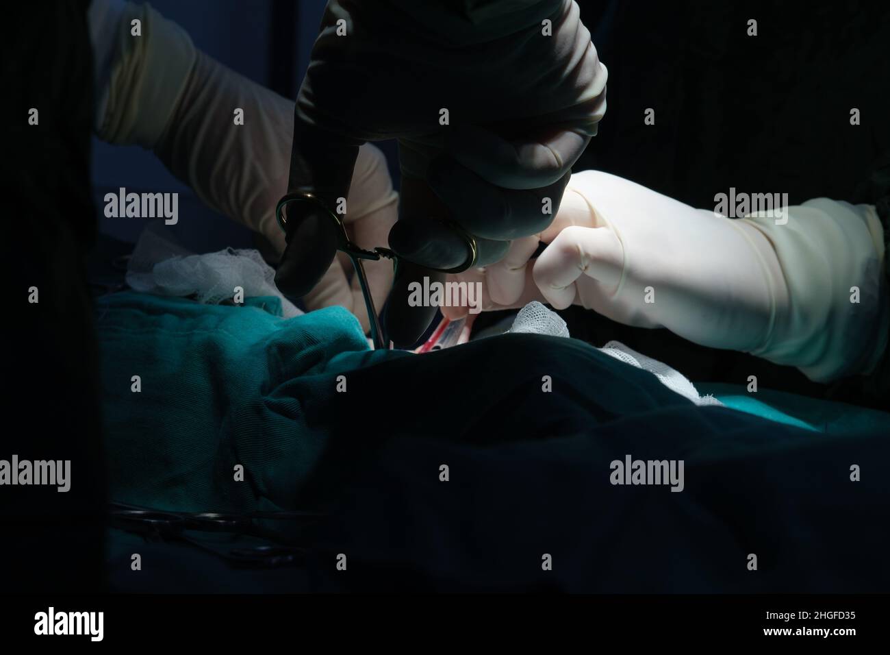 A surgeon and veterinarians performing an operation on a cat in an ...
