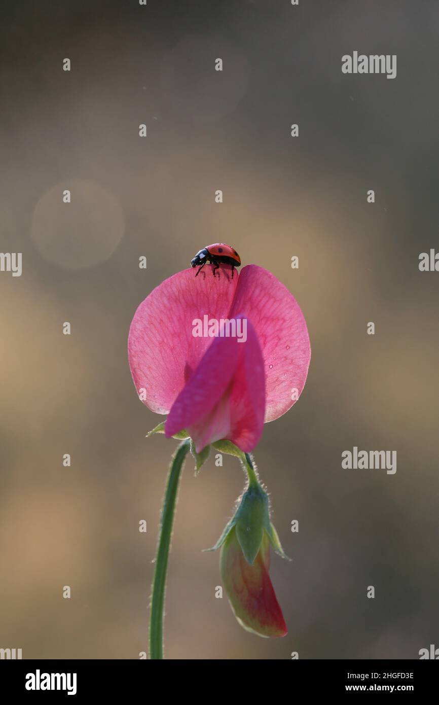 A little red ladybug from my garden against an interesting background ...