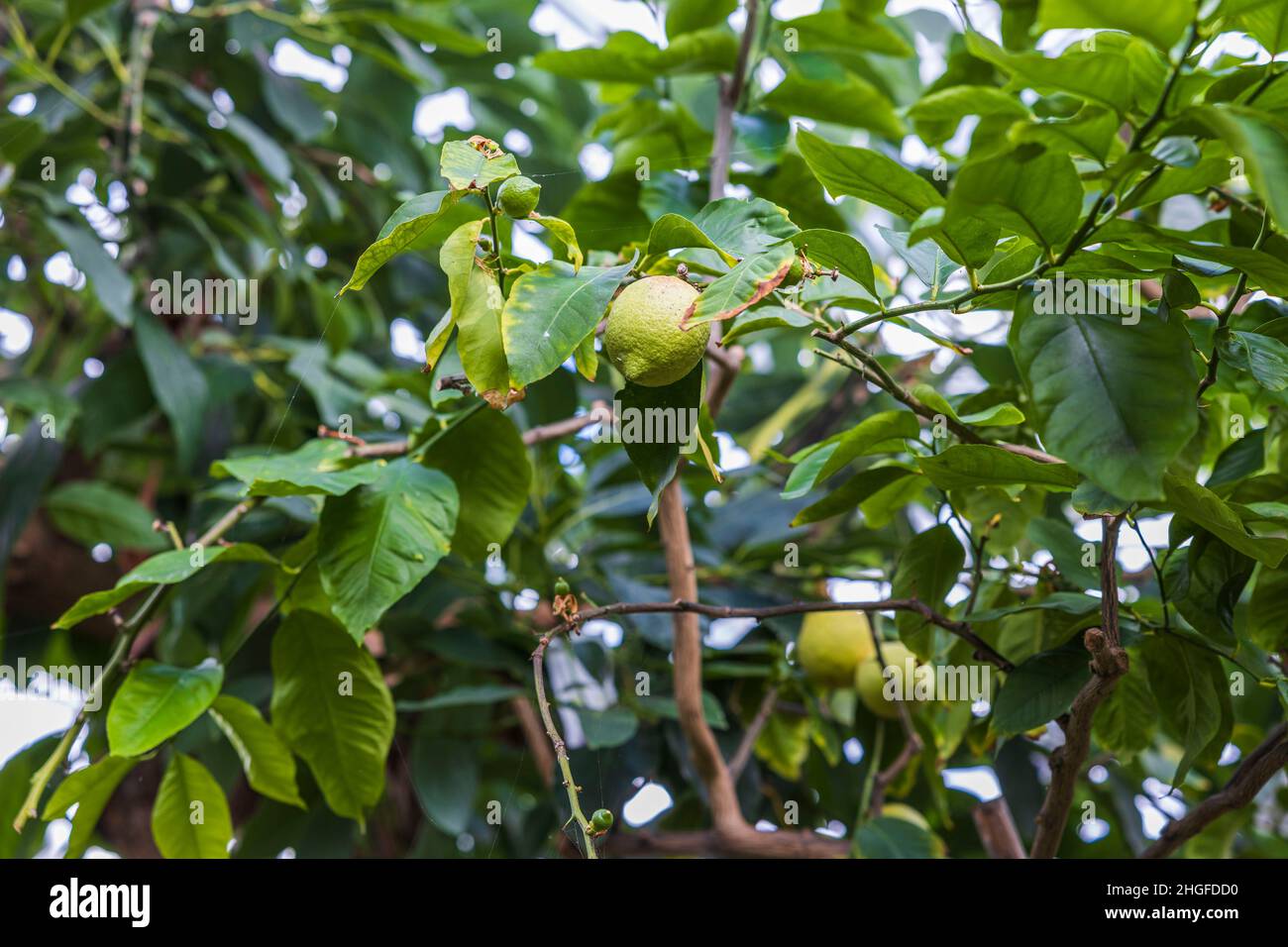 Close up view of lemon tree with fruits. Beautiful green nature ...