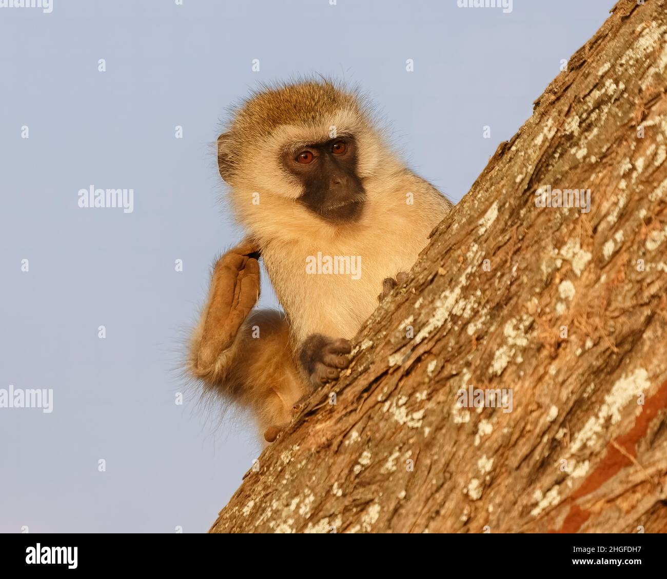 Monkey scratching face hi-res stock photography and images - Alamy