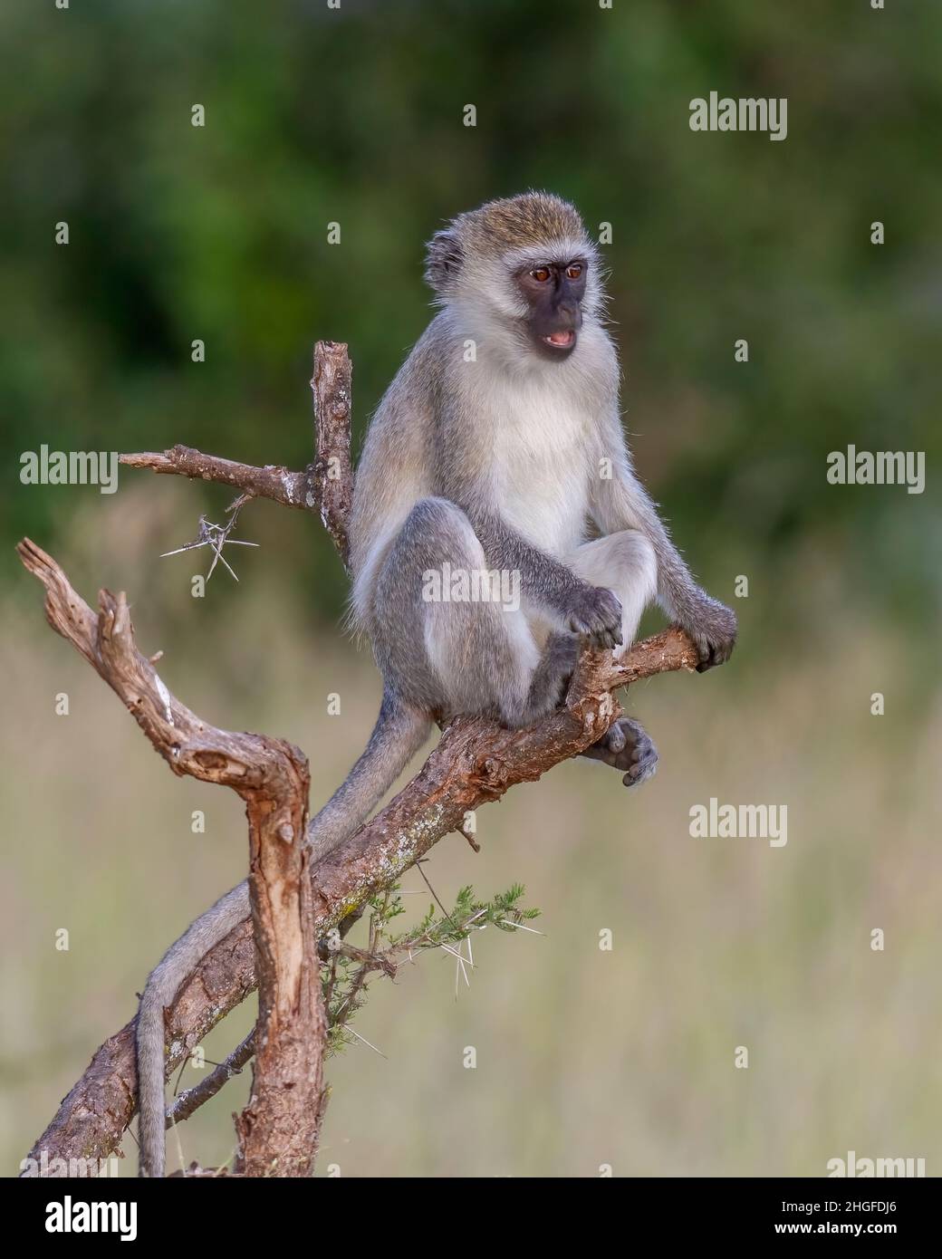 Vervet monkey (Chlorocebus pygerythrus), Tarangire National Park ...