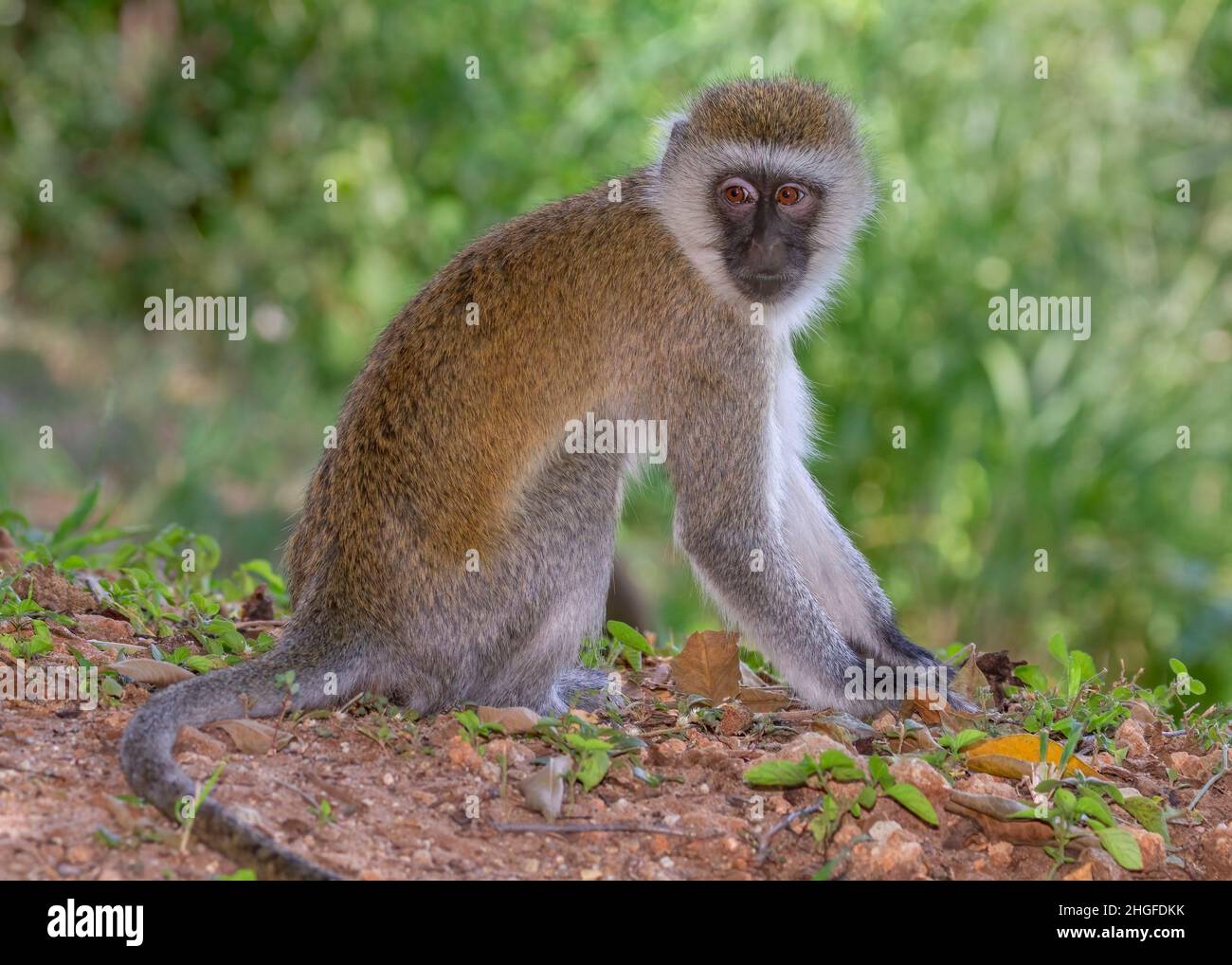 Vervet monkey (Chlorocebus pygerythrus), Tarangire National Park ...