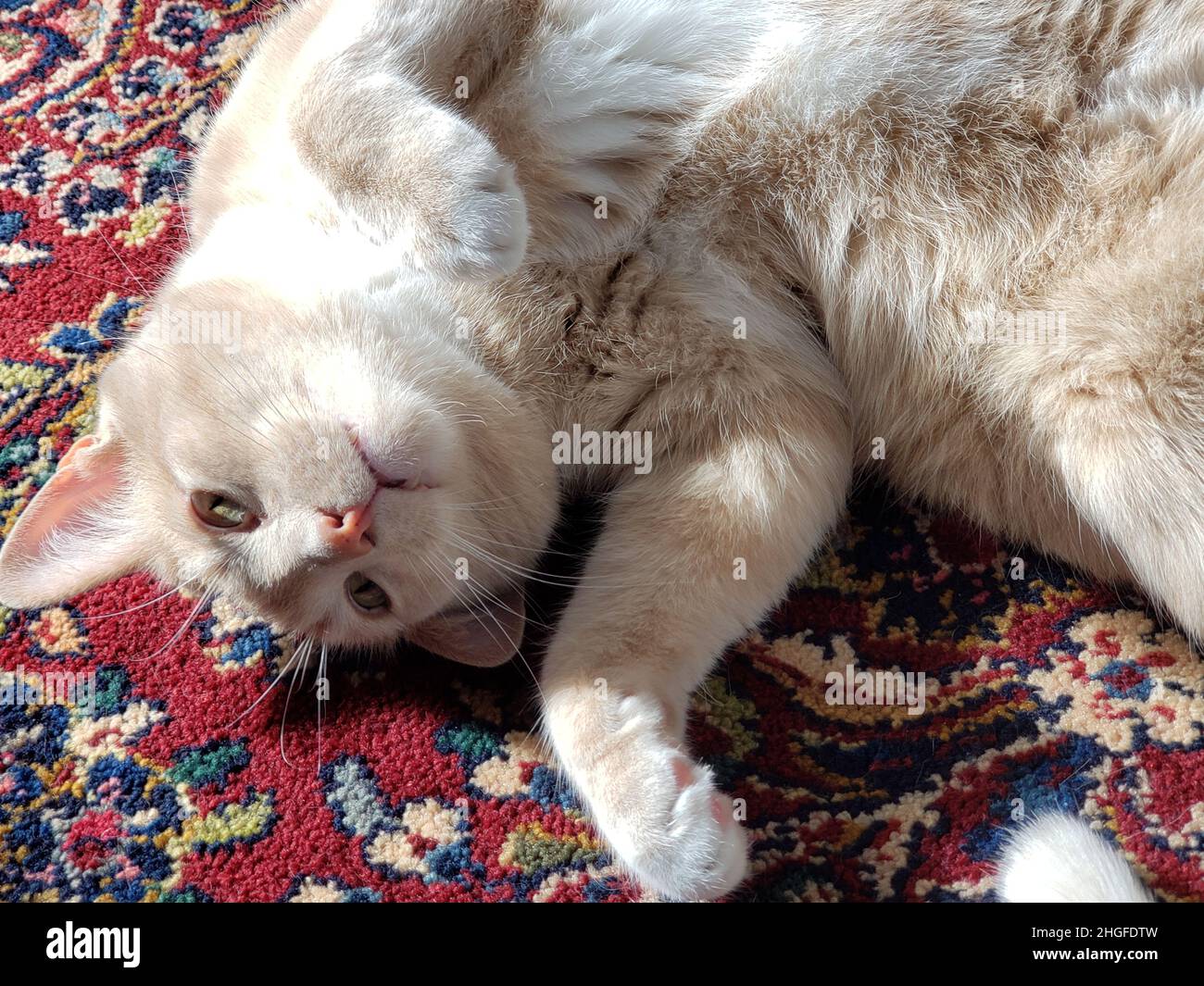 Cream Tabby Cat Sleeping on a Colorful Rug Stock Photo - Alamy