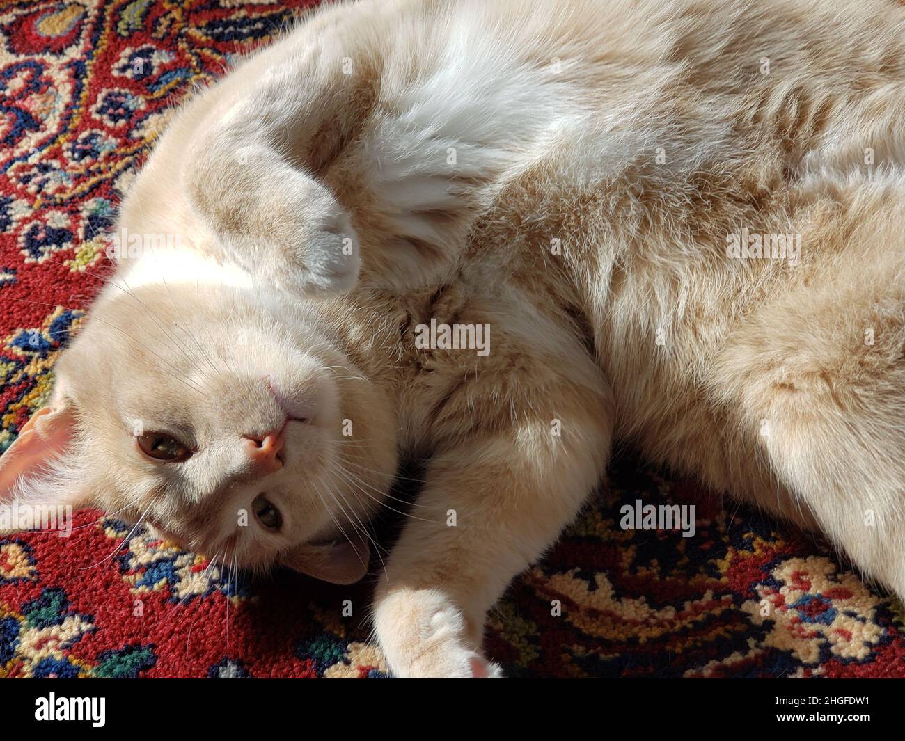 Cream Tabby Cat Sleeping on a Colorful Rug Stock Photo - Alamy