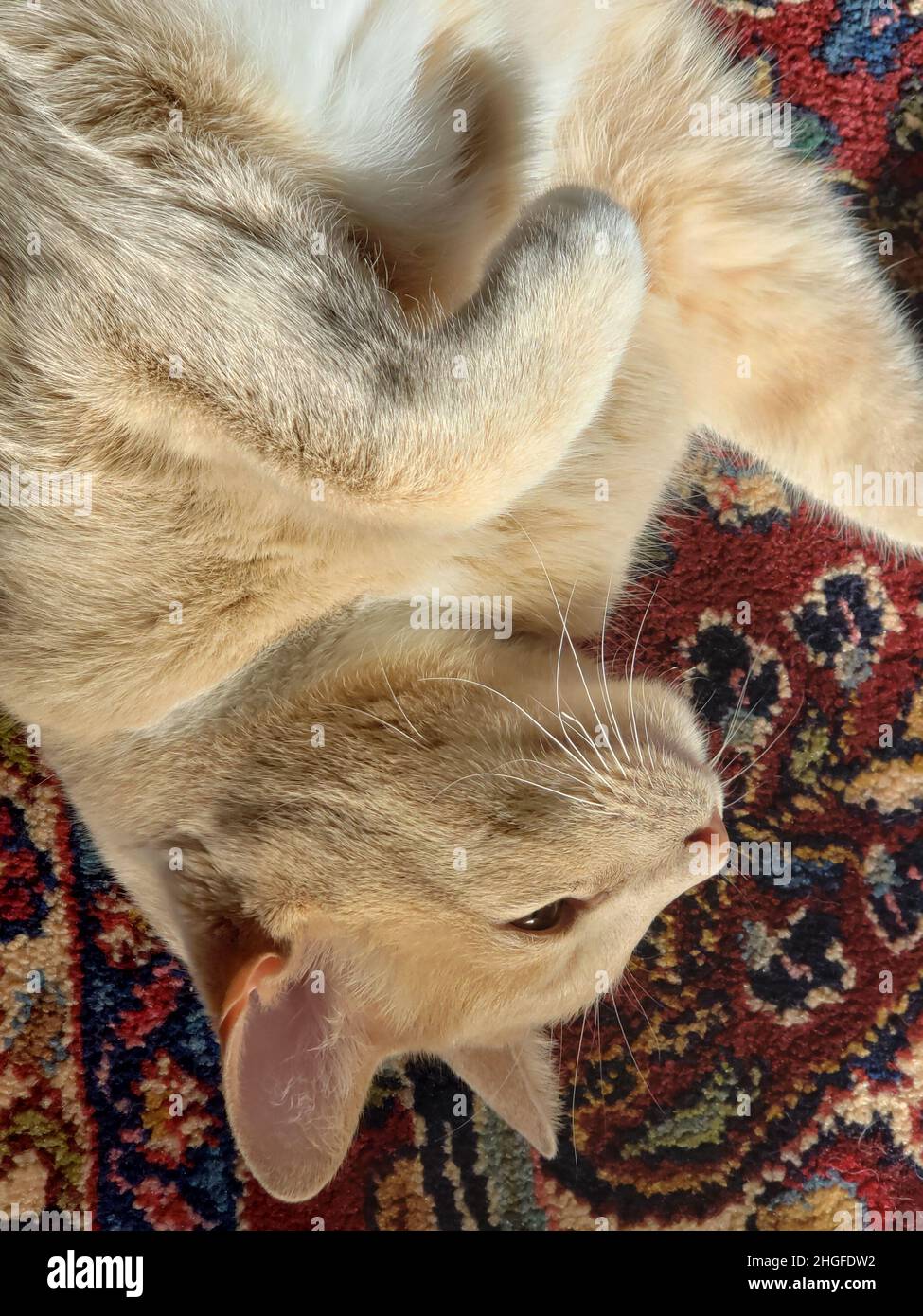 Cream Tabby Cat Sleeping on a Colorful Rug Stock Photo - Alamy