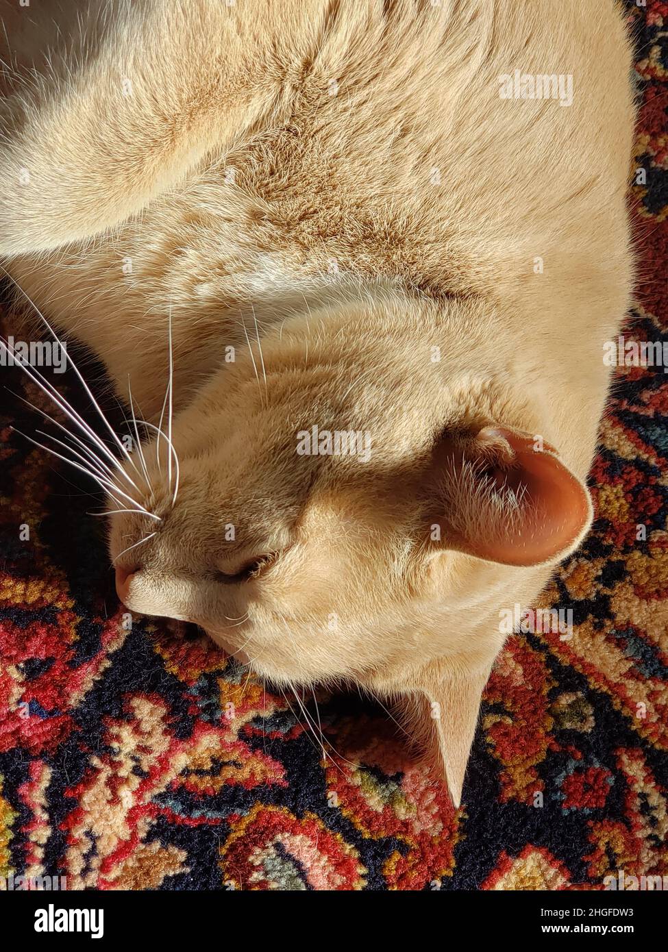Cream Tabby Cat Sleeping on a Colorful Rug Stock Photo - Alamy