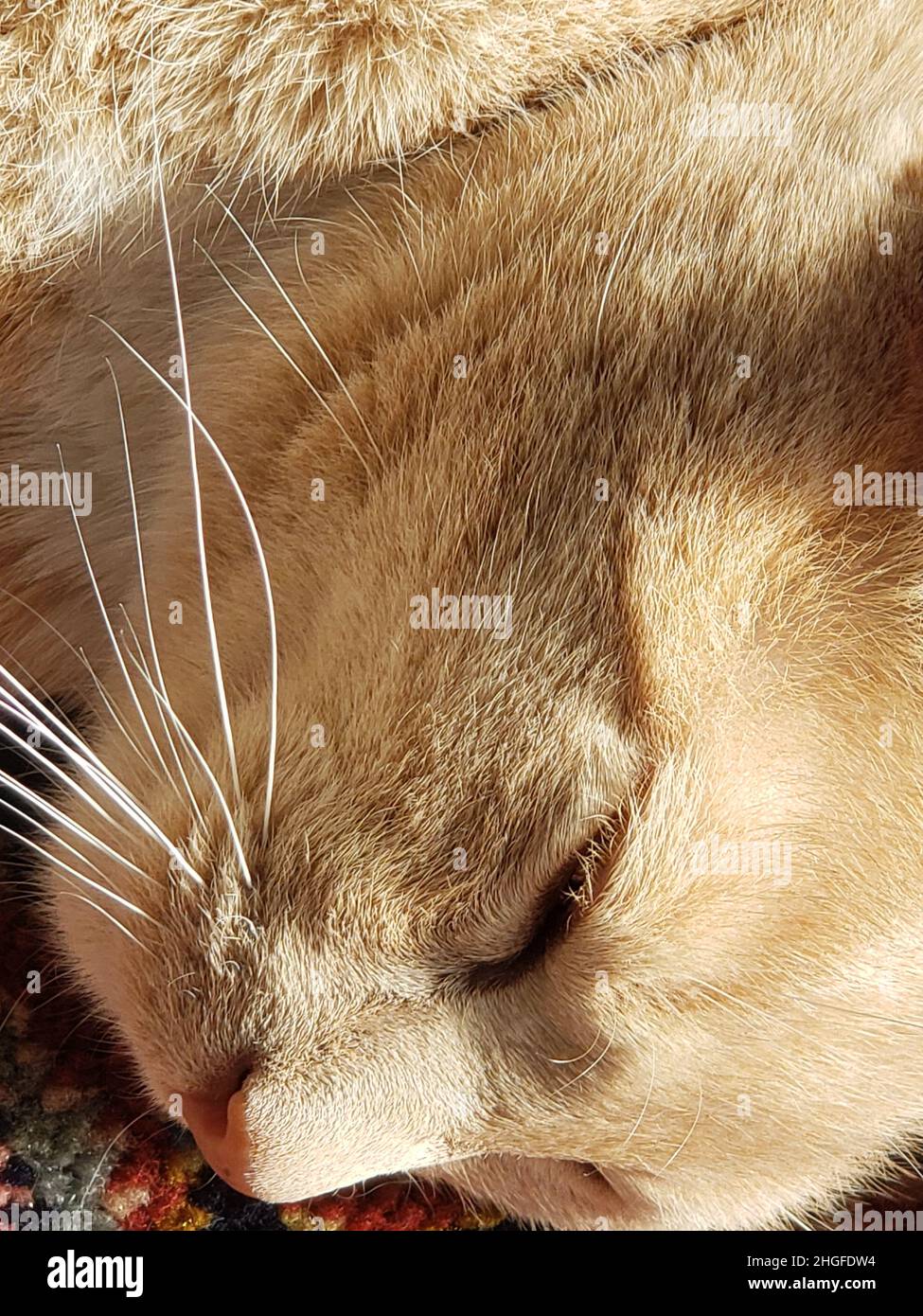 Cream Tabby Cat Sleeping on a Colorful Rug Stock Photo - Alamy