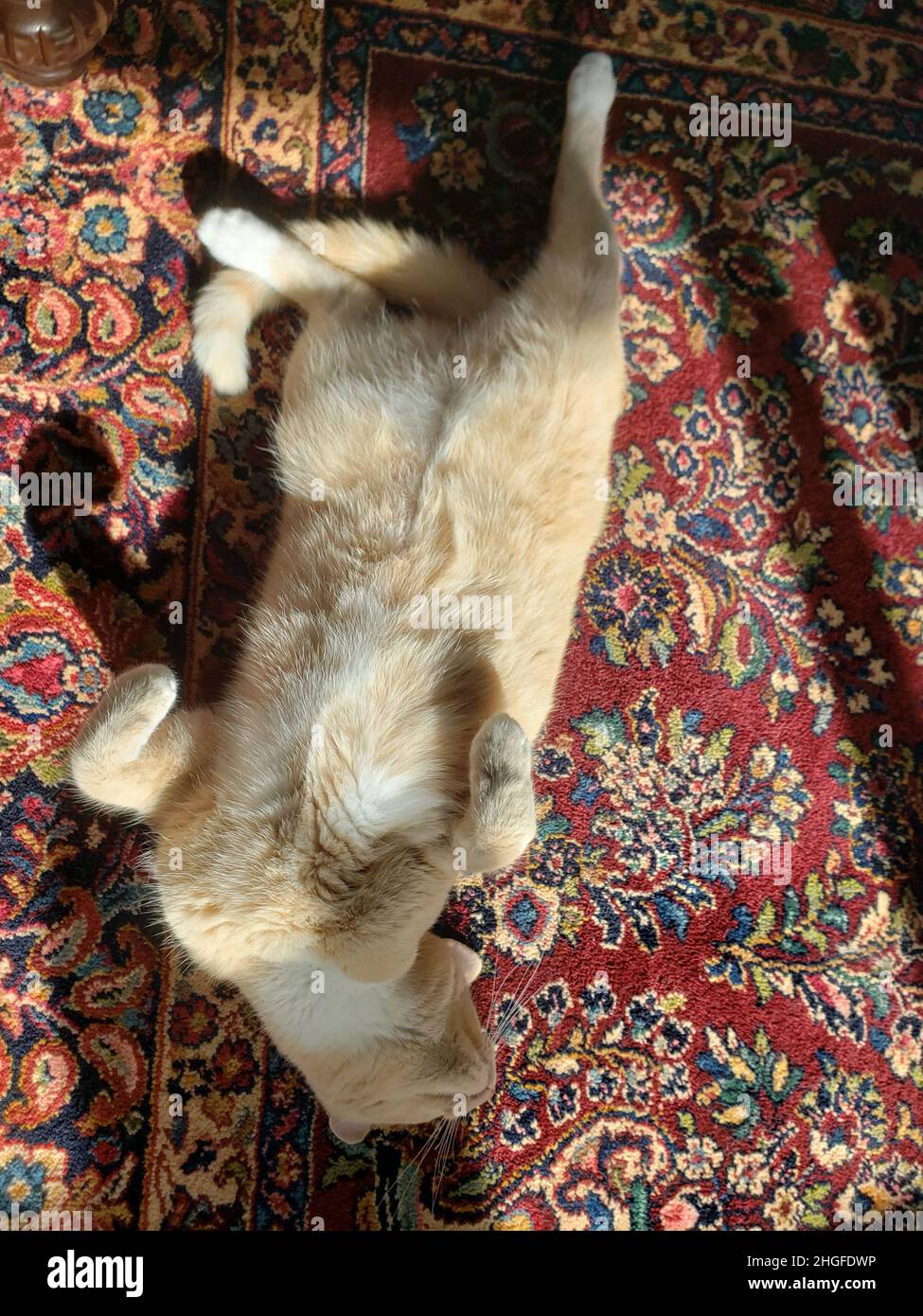Cream Tabby Cat Sleeping on a Colorful Rug Stock Photo - Alamy
