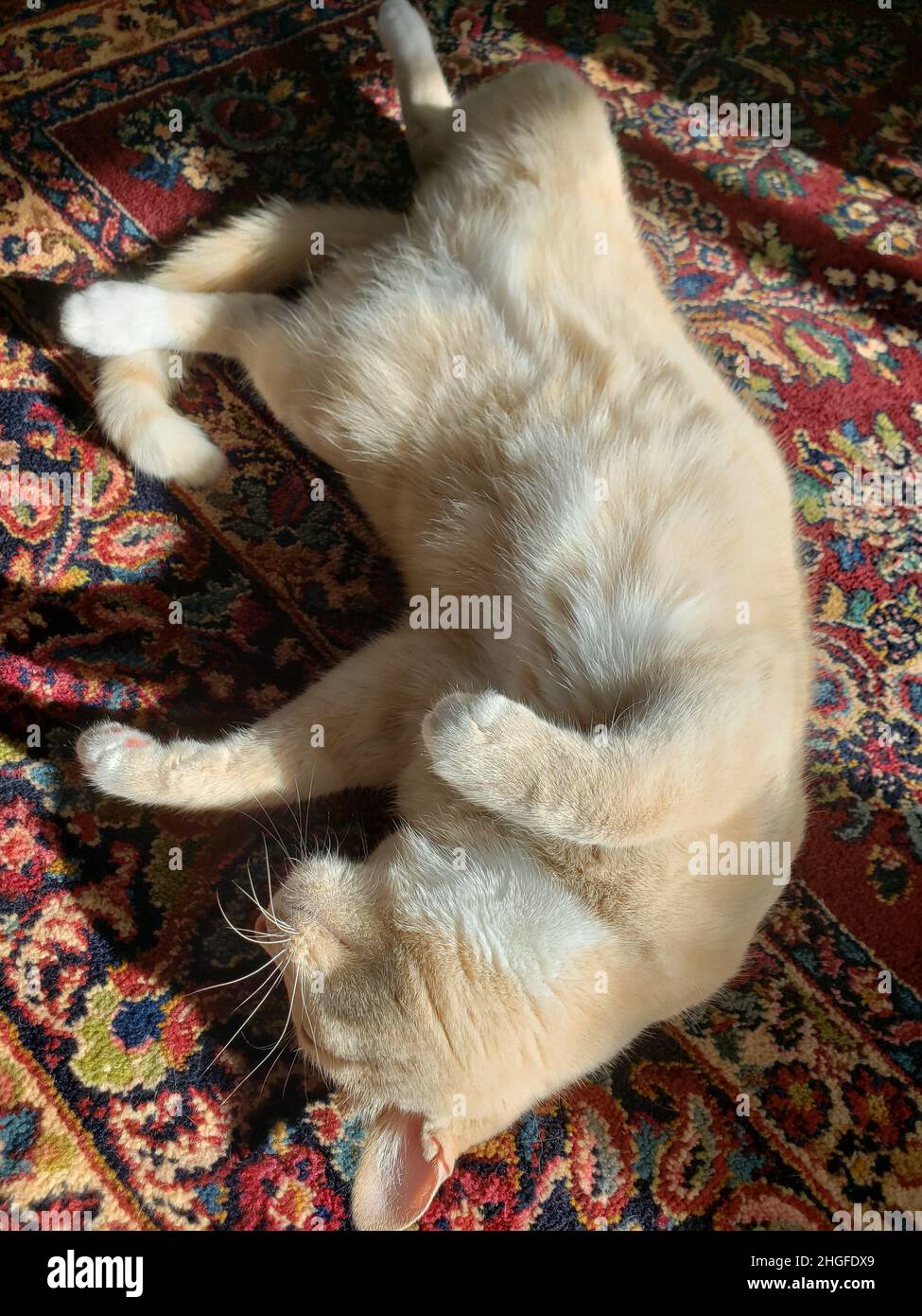 Cream Tabby Cat Sleeping on a Colorful Rug Stock Photo - Alamy