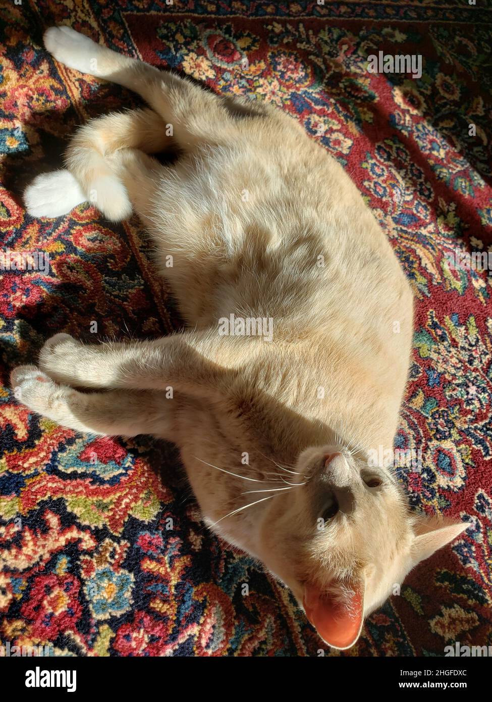 Cream Tabby Cat Sleeping on a Colorful Rug Stock Photo - Alamy