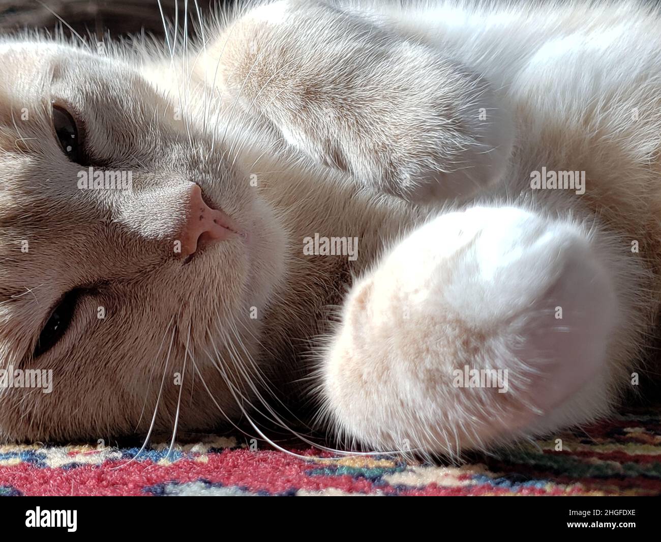 Cream Tabby Cat Sleeping on a Colorful Rug Stock Photo - Alamy