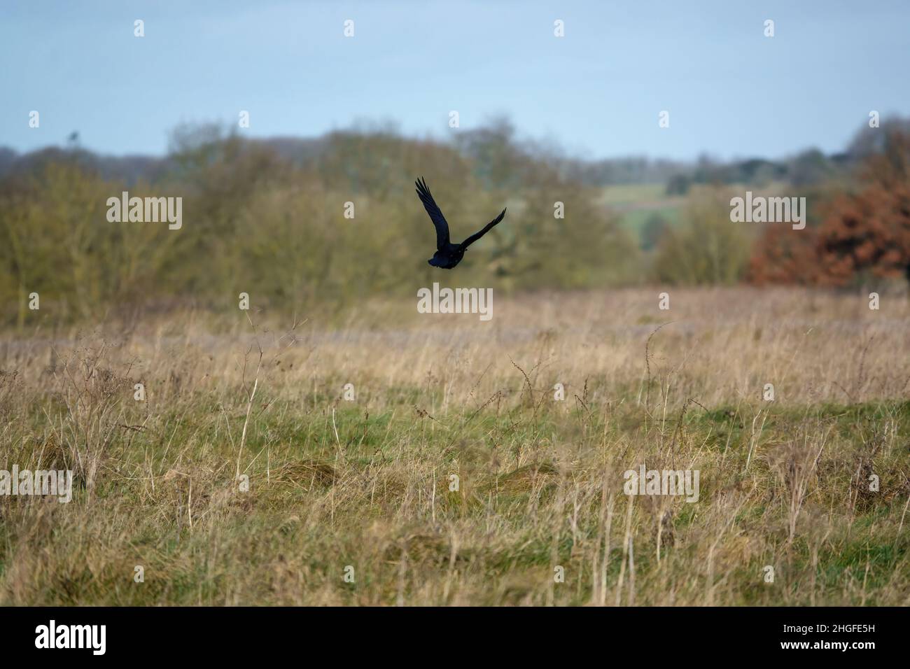 common raven (Corvus Corax) in flight over chalkland meadow Stock Photo ...